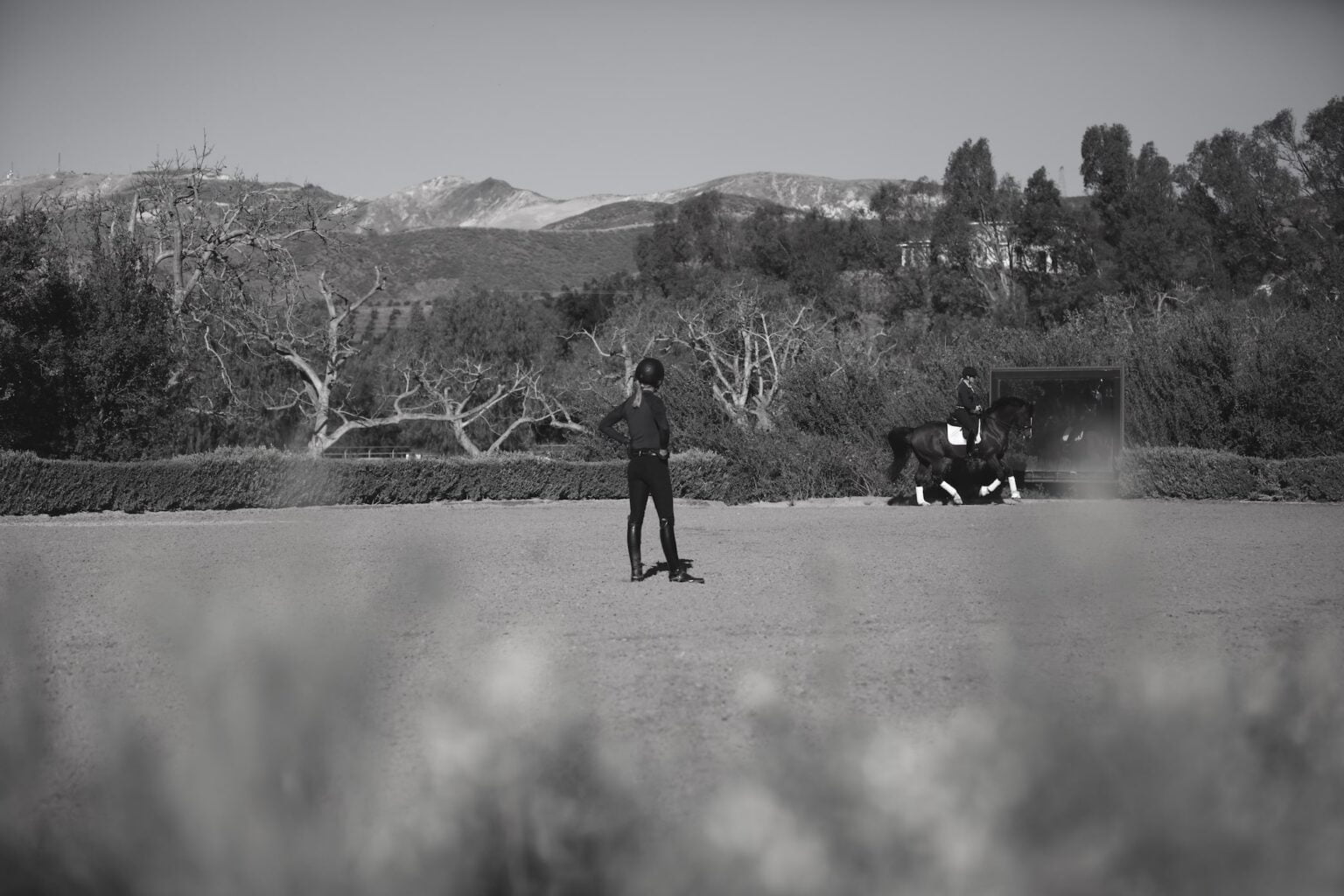 Home - Amelia Newcomb Dressage