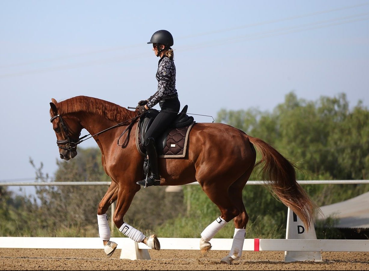 About Amelia - Amelia Newcomb Dressage