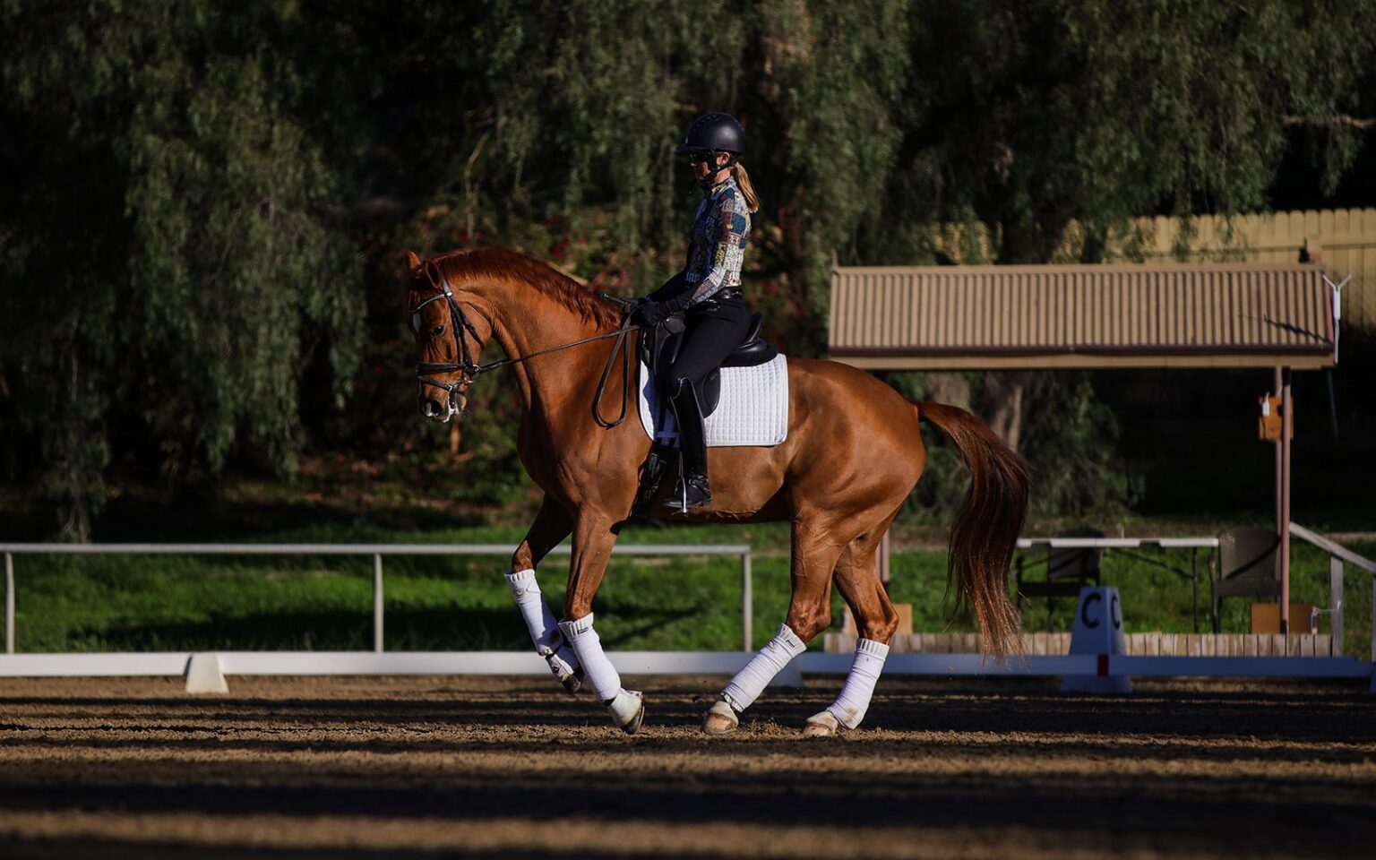 About Amelia - Amelia Newcomb Dressage