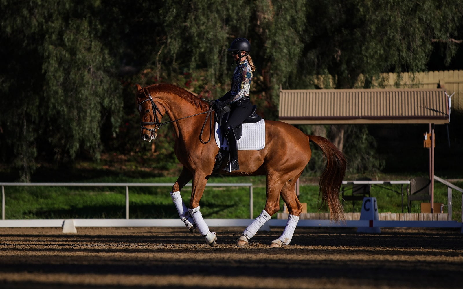 Masterclasses - Amelia Newcomb Dressage