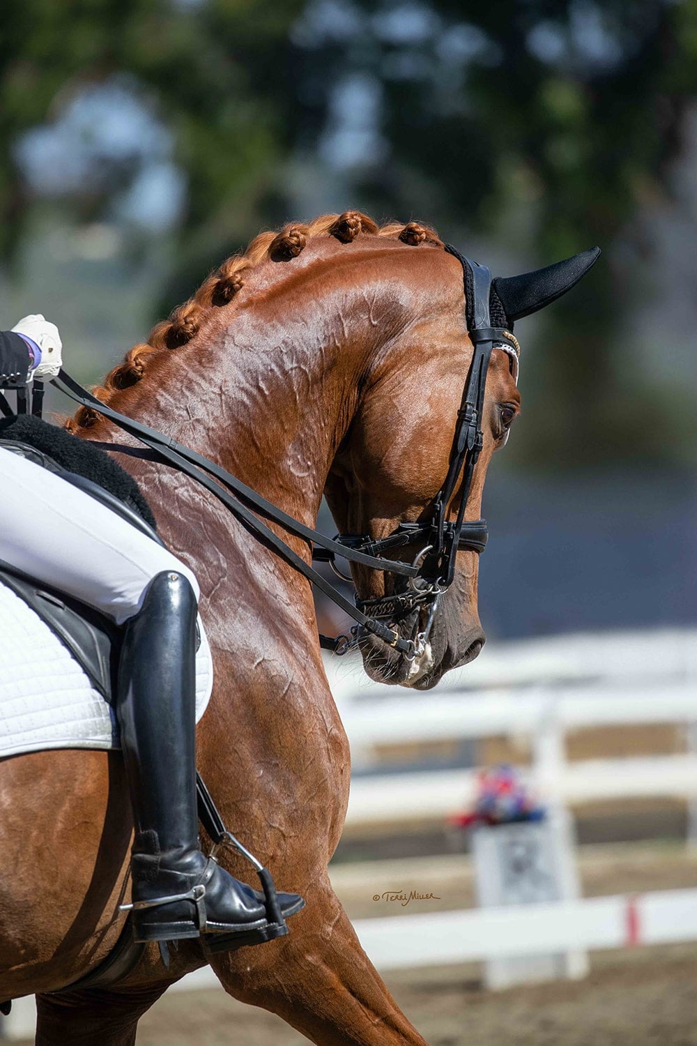 Courses - Amelia Newcomb Dressage