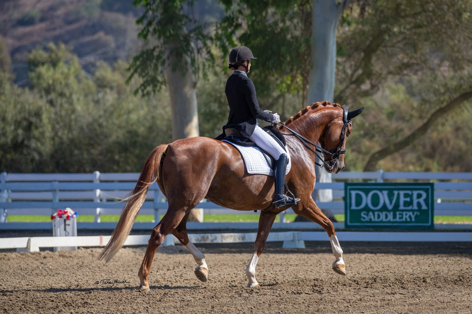 Train Your Horse with Patterns and Figures - Amelia Newcomb Dressage
