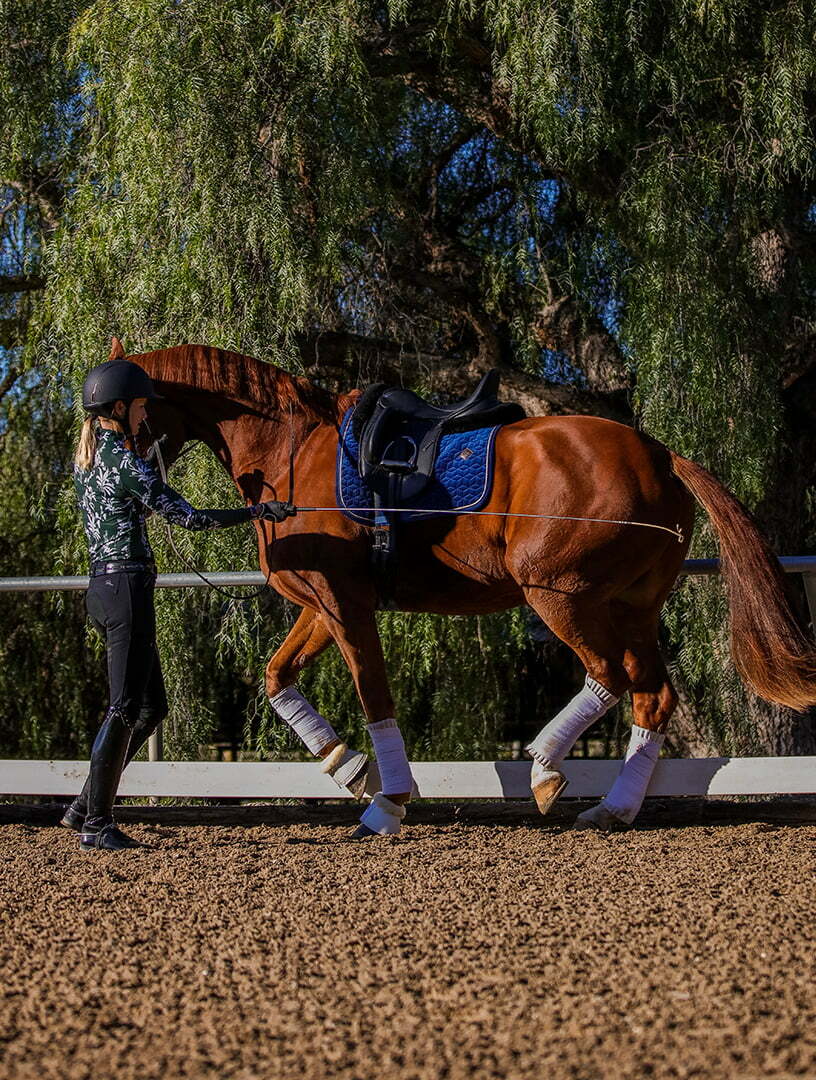 Free Groundwork Webinar Replay - Amelia Newcomb Dressage