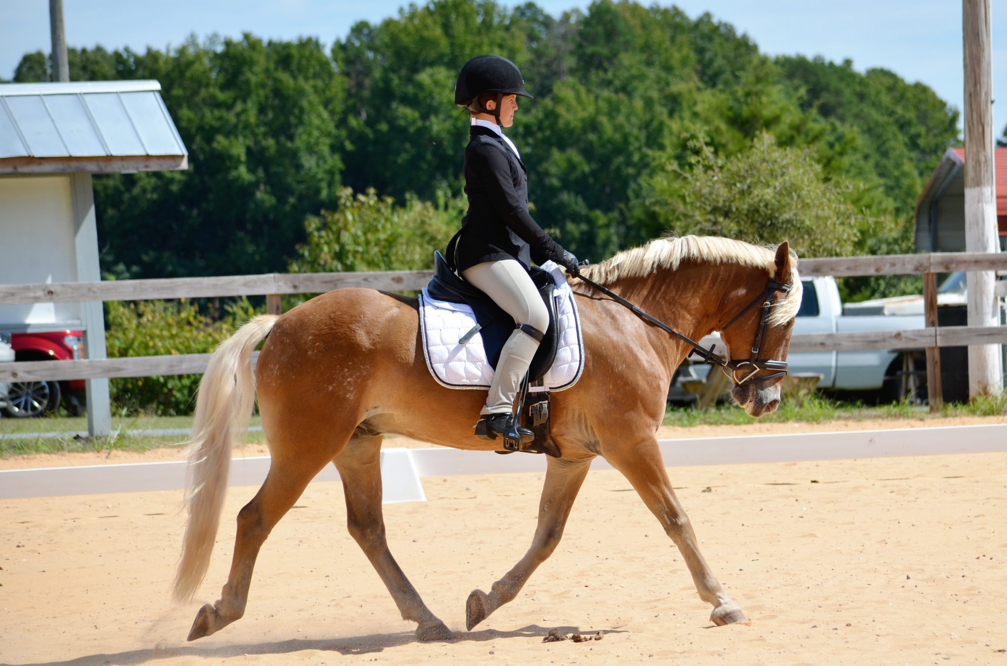 Train Your Eye - With Young Rider Parker - Amelia Newcomb Dressage