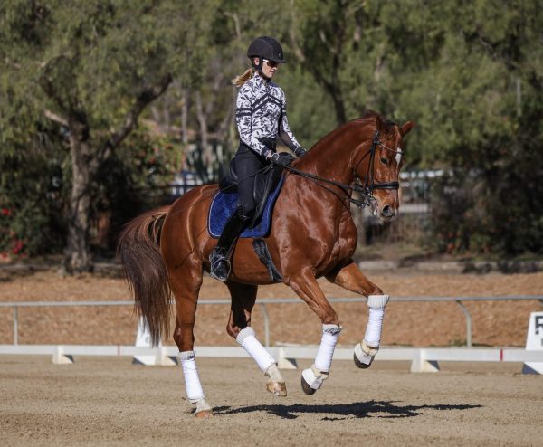 The Half Pass: A Simple Trick - Amelia Newcomb Dressage