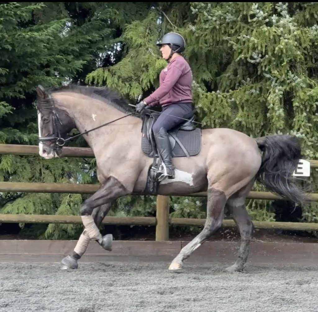 Canter with Confidence -OC - Amelia Newcomb Dressage