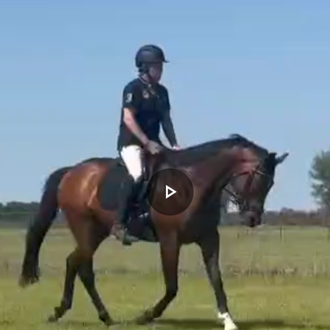 Training Scale Masterclass - Amelia Newcomb Dressage