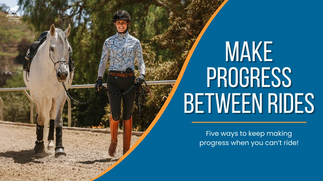 Dressage Basics - Amelia Newcomb Dressage
