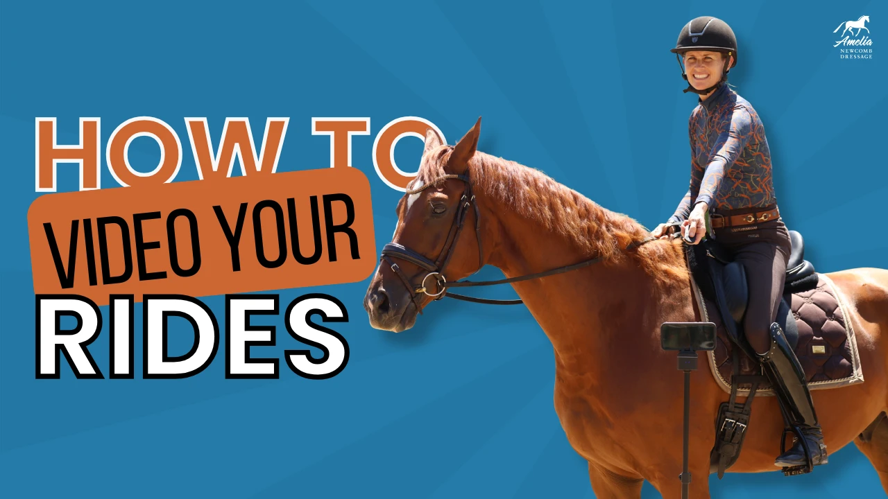 Teach Your Horse to Sidepass Step-by-Step - Amelia Newcomb Dressage