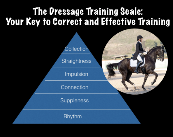 Masterclasses for Dressage Riders | Amelia Newcomb Dressage