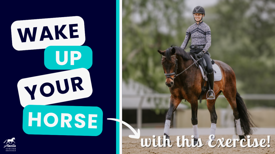 Home - Amelia Newcomb Dressage