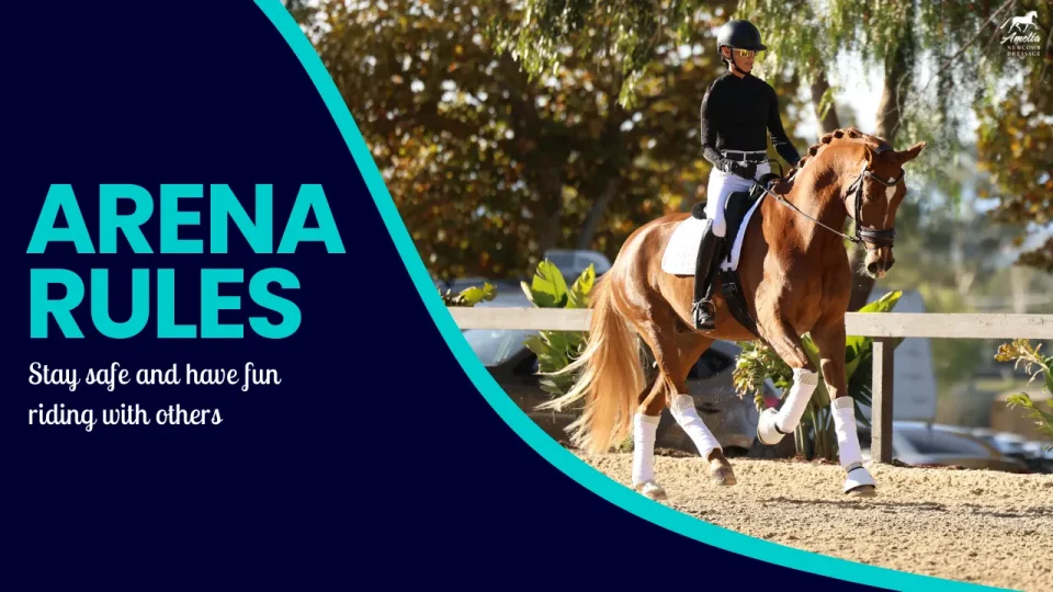 Home - Amelia Newcomb Dressage