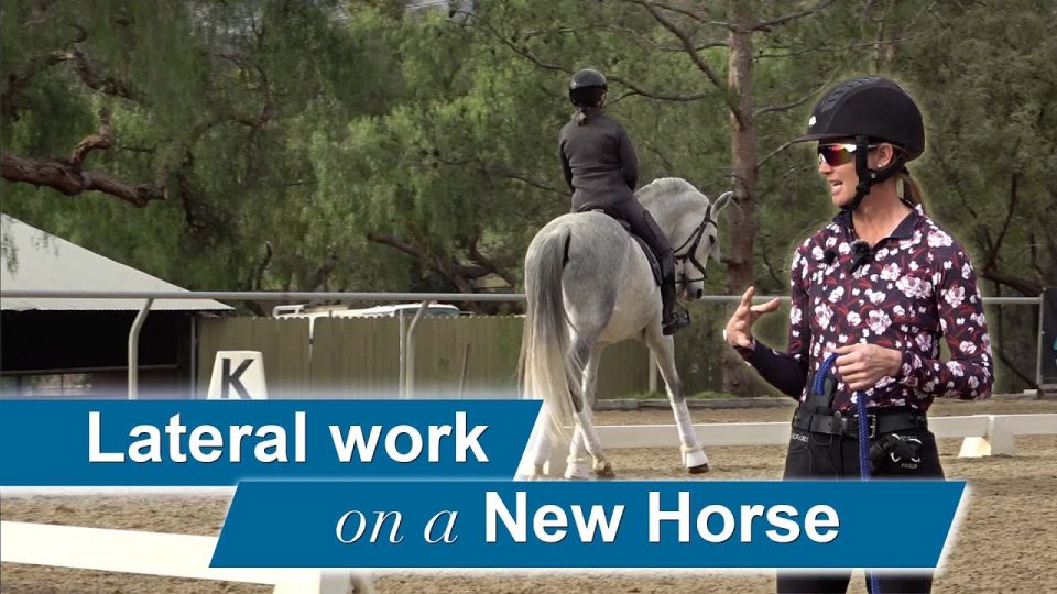 Home - Amelia Newcomb Dressage